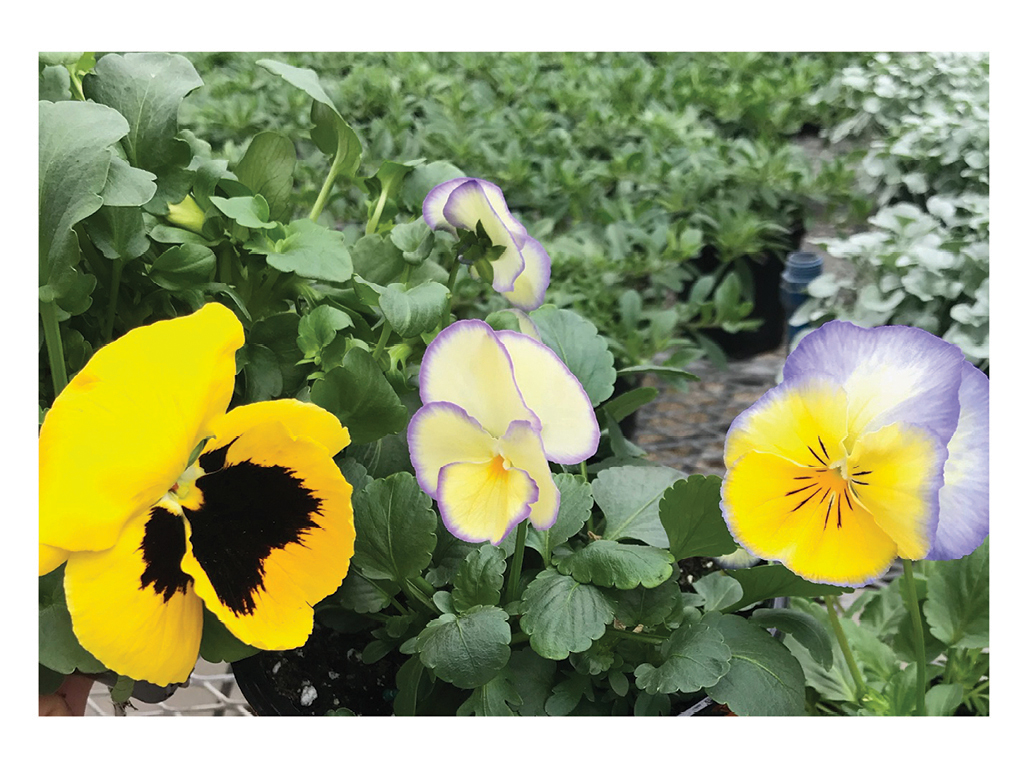 SC Johnson - Mrs. Meyer's - Compassion Flower | Clios